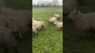 Sheep for Sale & Wanted | Border Livestock Exchange