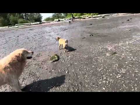 Woofer Walk (Judy & Madison)/Tues.Morn. (1)