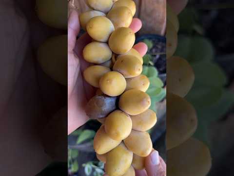 Did you know that dates grow on palm trees? 🌴