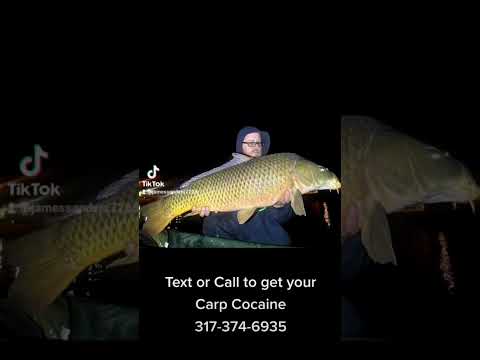 Bottom Feeder Baits, Carp Cocaine