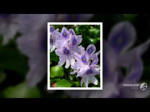 Eichhornia - garden plants