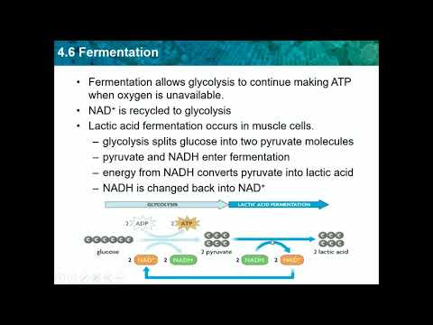 Biology CH 4.6 - Fermentation