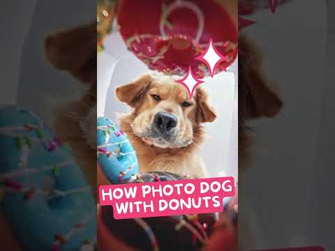 How To Take Photo Dog With Donuts 😄