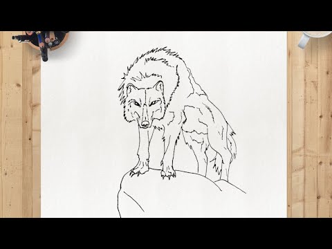 How to Draw a Wolf, Alpha Male, Easy Step by Step Wolf Drawing Tutorial