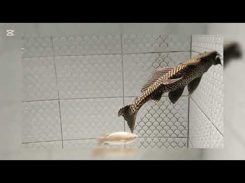 Small Aquarium Video