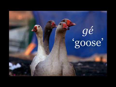 Irish Words from Literature and Life: Gé 'goose'