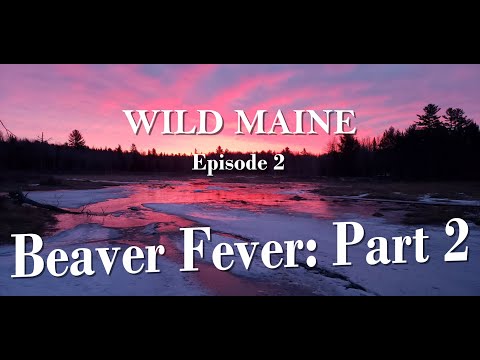 Wild Maine Episode 2: Beaver Fever 2022 (Part 2) | Spring Beaver Trapping