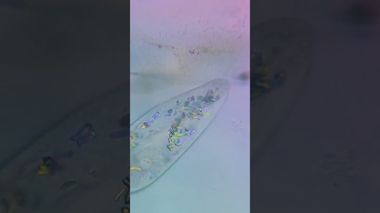 #microscope #science #stem #biology #womeninstem