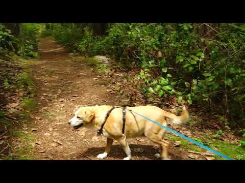 Milo on a hike with us through Mount Work Park. 2022 06 01