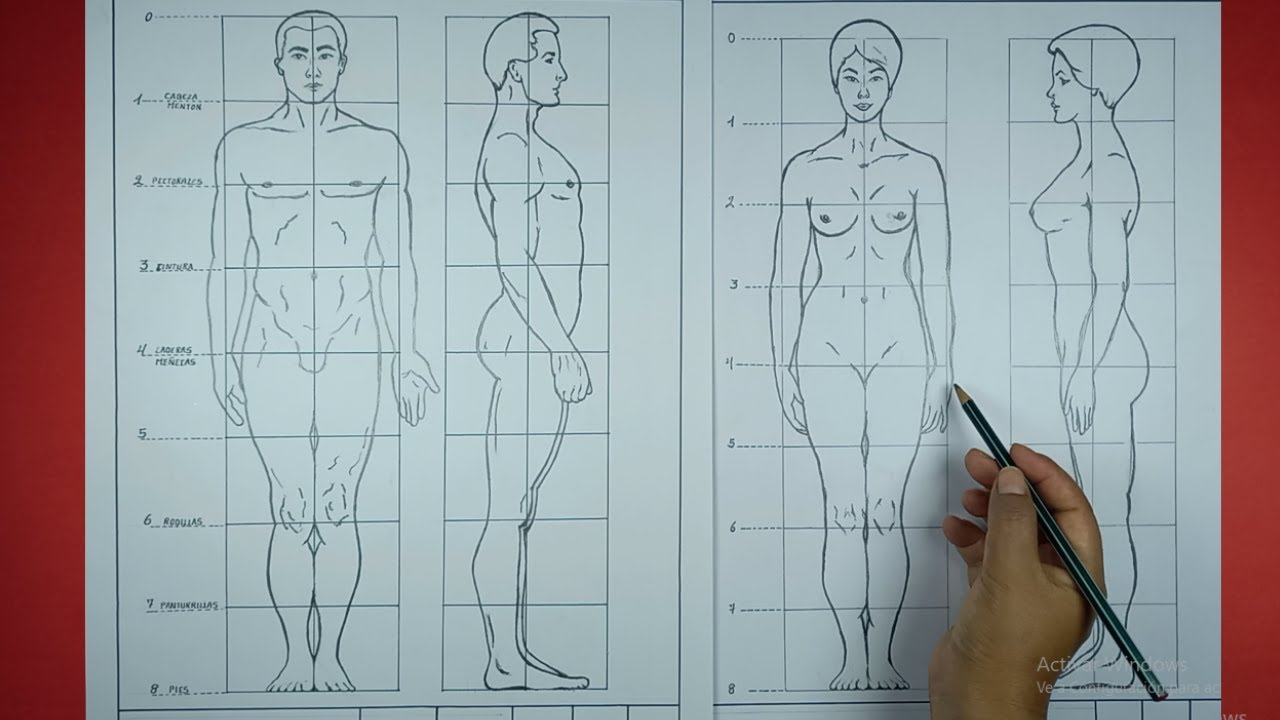 PROPORTIONS OF THE HUMAN FIGURE (Female)