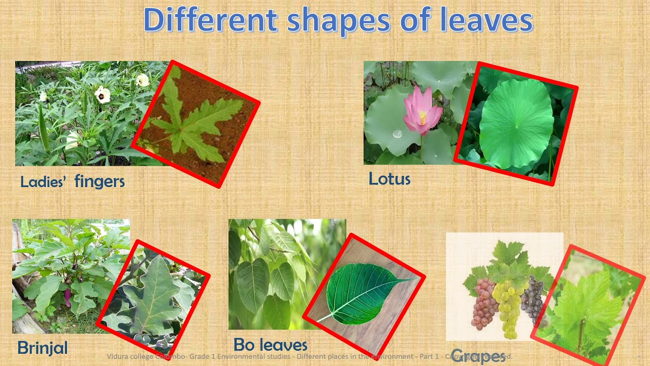 Grade 1 ENV Different places in the environment part 1