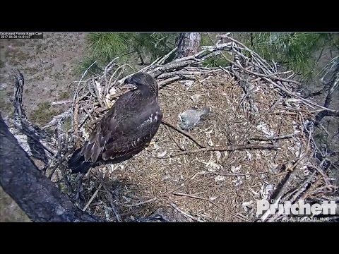 2017/04/20 14h00 SWFL The grackles are still around~Poor E9