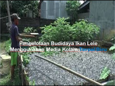 Pengelolaan Budidaya Ikan Lele Menggunakan Media Kolam Terpal Biru