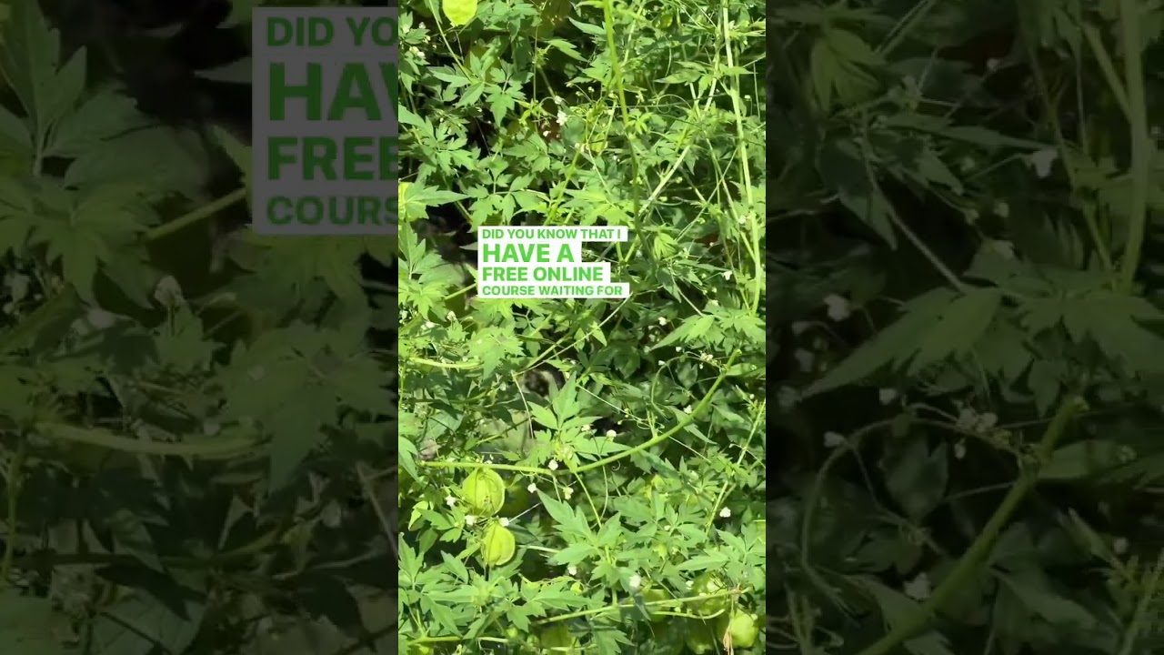 Free online Course! “Building a Trellis Tunnel” Comment APP or search your APP STORE for Gardeners