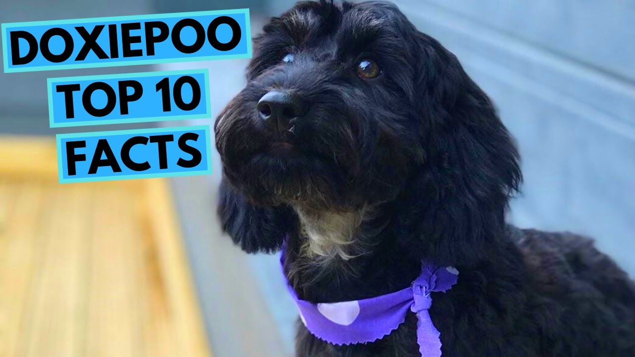 Doxiepoo - TOP 10 Interesting Facts