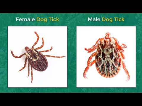 How to Remove Ticks
