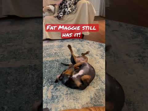 Fat Maggie dancing like a belly dancer.