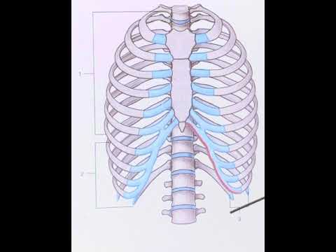 Ribs types Medical neet