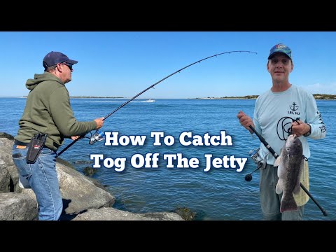 How TO Catch TOG off the JETTY #tautog #jettyfishing #blackfish