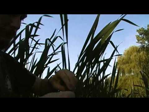 Foraging Edible Plants - Cattail (Pollen) | Wild Food