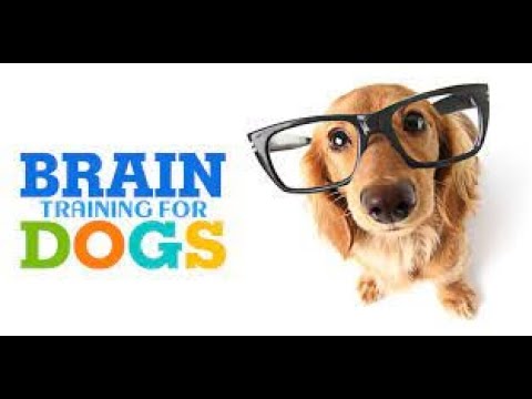 Brain Training For Dogs Customer Reviews