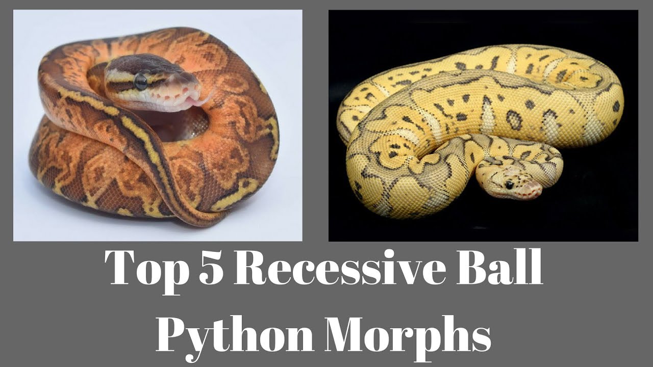 Top 5 Recessive Ball Python Morphs of 2018 - Benjamin's Exotics
