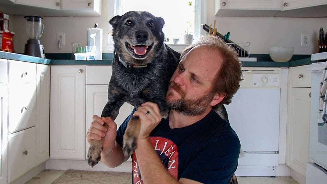 A Heeler's Guide to Personal Space