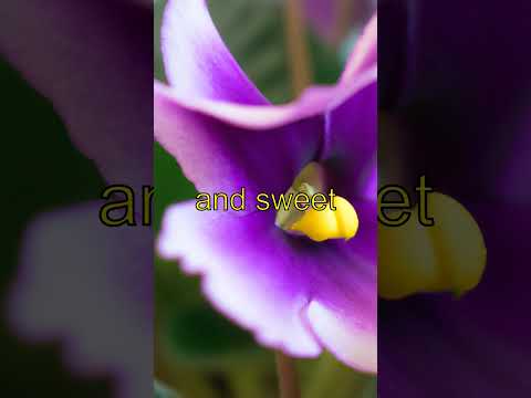 "Discovering Violet Flower Symbolism: #Floriography #HiddenMeanings"
