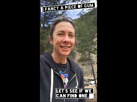 Wild Chewing Gum from Tree Sap #Shorts