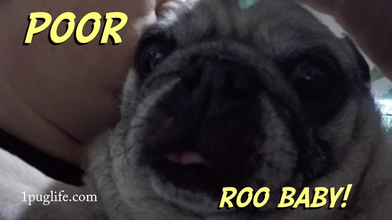 abby's on the tabbies