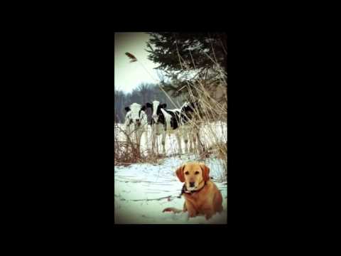 Animal pictures 30