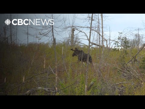How wildfires affect boreal forest wildlife