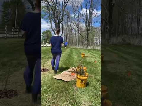 Planting Hundreds of Norway Spruce Trees