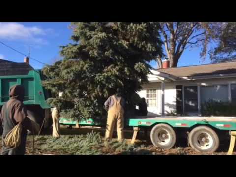 This year's downtown Sandusky Christmas tree was transported from Ogontz Street to Schade-Mylander P