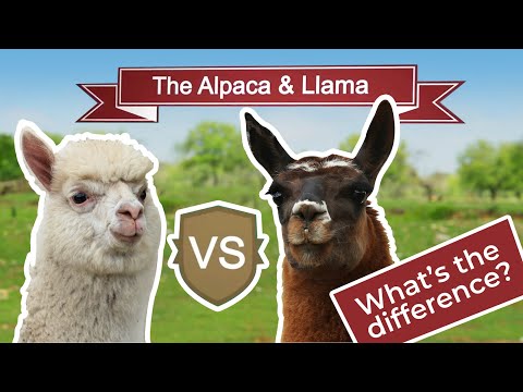 The Surprising Differences Between Llamas and Alpacas!