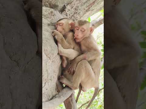 Sleeping monkey dreams of fruit #animals #monkeys #cute #monkeytime #monkeyworld #loveanimals