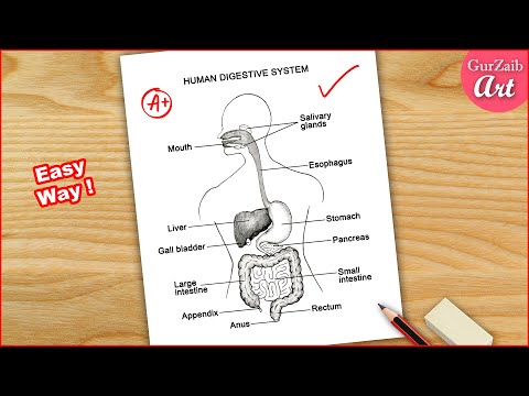 Human Digestive system Labelled Diagram Drawing || easy - step by step