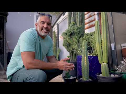 Colossal Cactus Collector and Native Plant Enthusiast in the Mojave Desert of Southern California