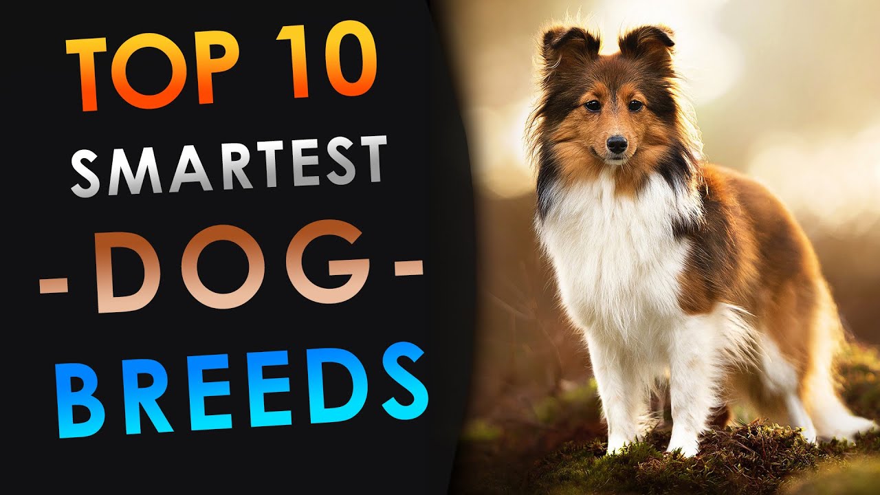 Top 10 SMARTEST Dog Breeds | Tim's Adventures