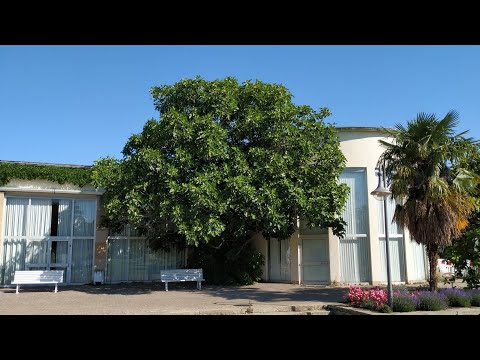 Giant Fig Tree (Ficus carica) in Bad Dürkheim, Germany