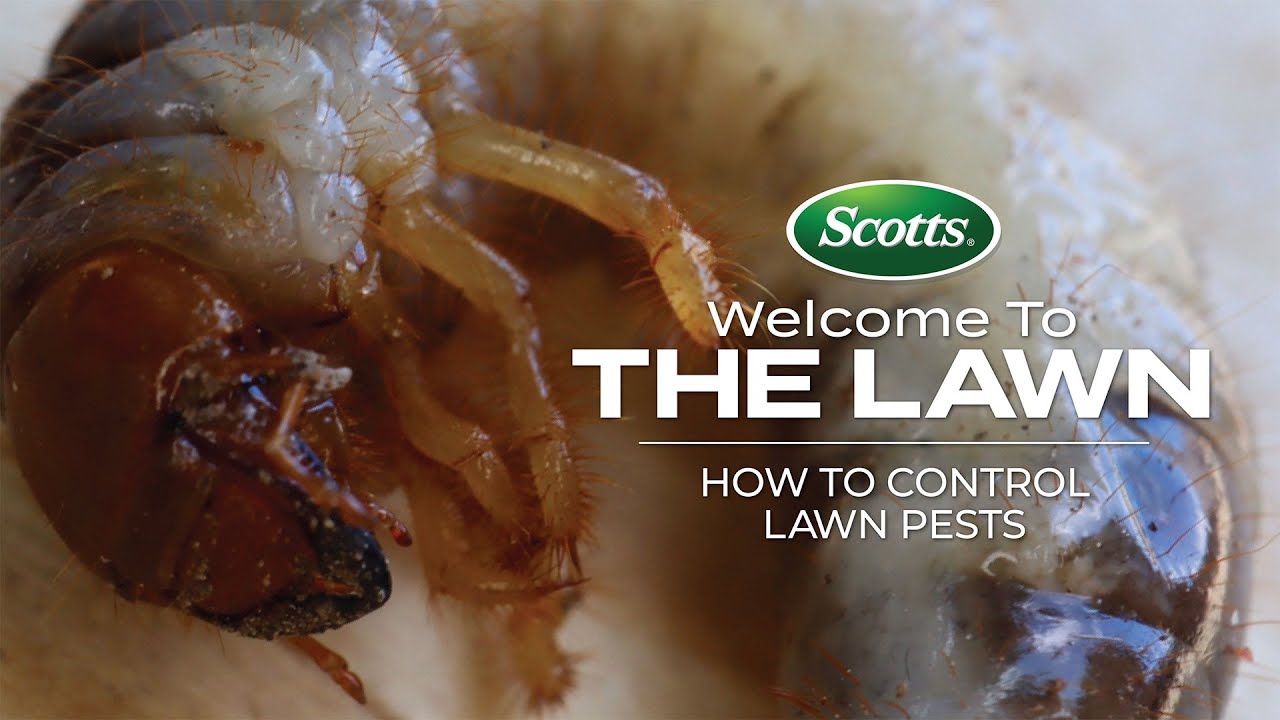 Welcome To The Lawn: How to Control Lawn Pests