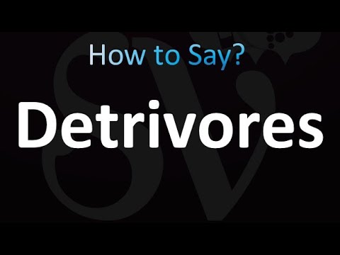 How to Pronounce Detrivores (correctly!)