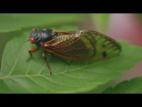 Brood X cicadas emerge in North Carolina