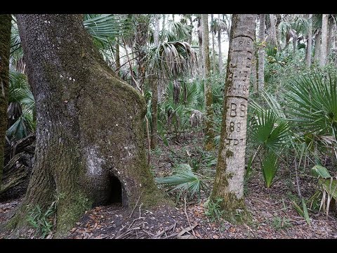 Old Indian Mound at Tosohatchee Wildlife Management Area