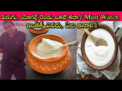 Difference between curd and yogurt | పెరుగు, యోగర్ట్ కి మధ్య తేడా ఏమిటి? || ఇంతకీ ఏది తింటే మంచిది?