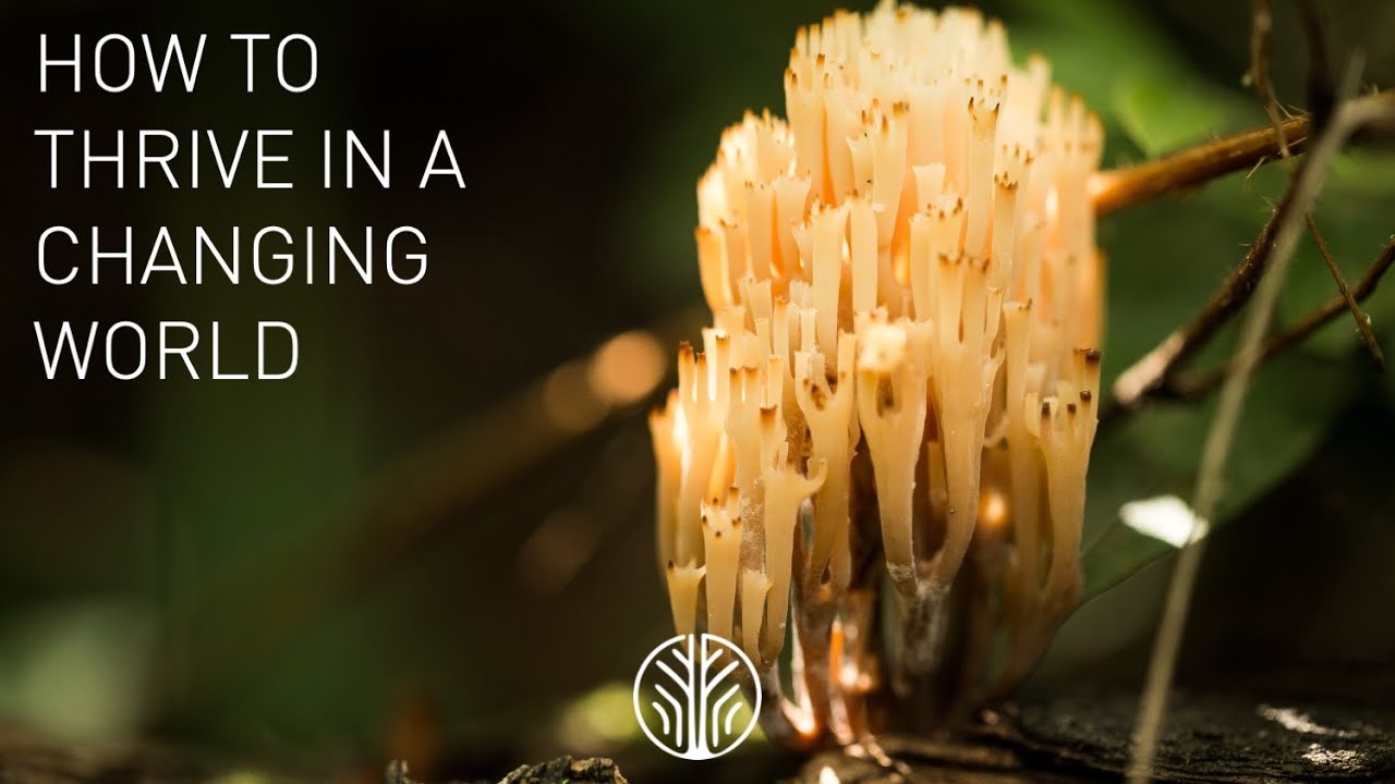 ADAPTIVE CYCLE | a biological model of resilience