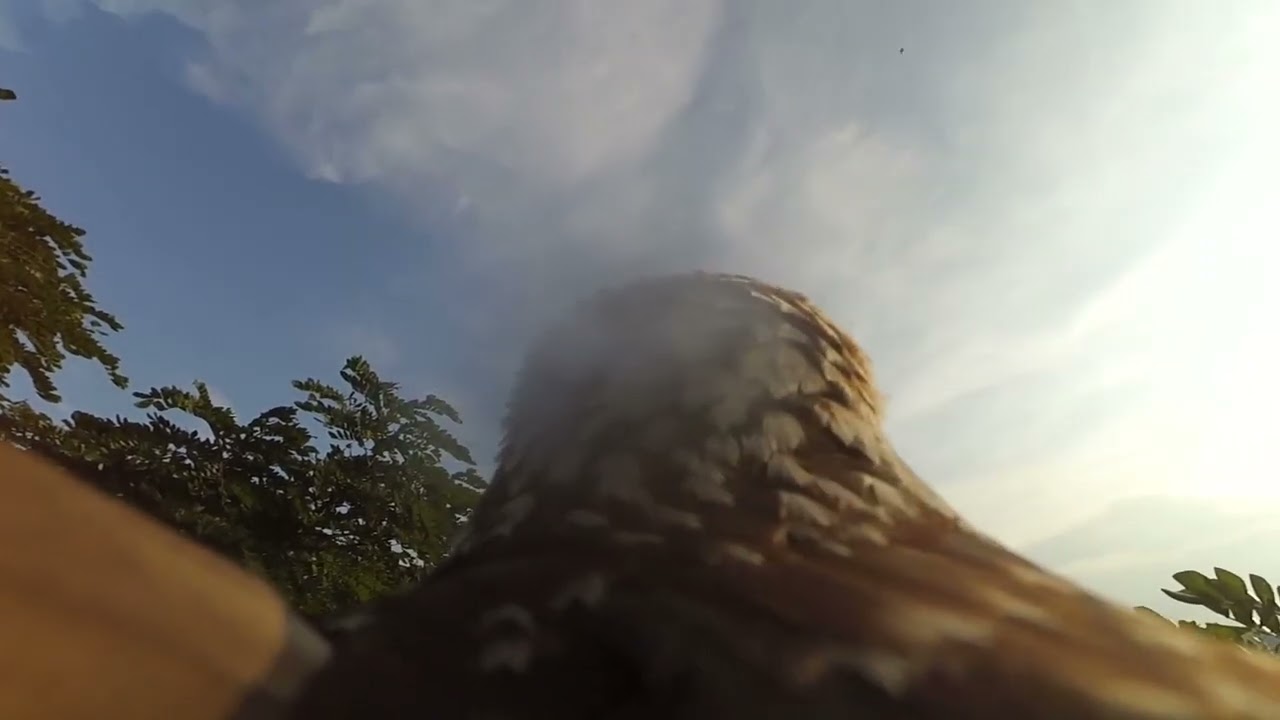 Falconry : The black eagle (Ictinaetus malaiensis) taking a walk in the evening