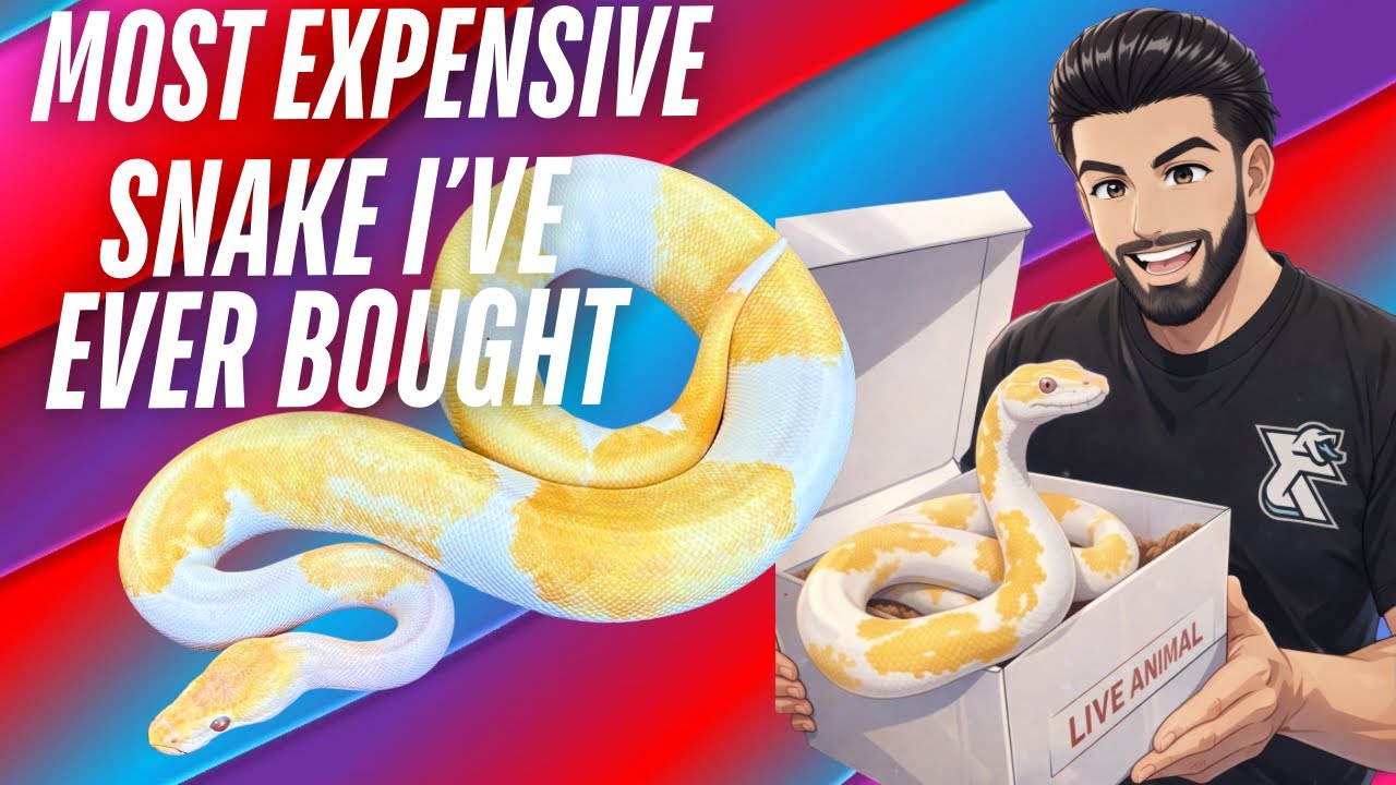 Unboxing an INSANE Quad Recessive Ball Python! The MOST Expensive Snake I’ve Ever Bought!!! 