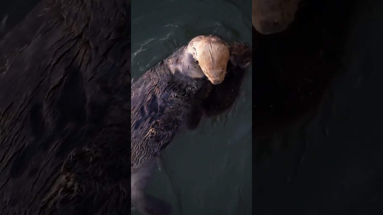 The sea Otter (Enhydra lutris)