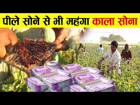 अफीम की खेती से किसान बने लखपति, 2,00,000 ₹ में बिकता है | feem farming In India | Opium Farming